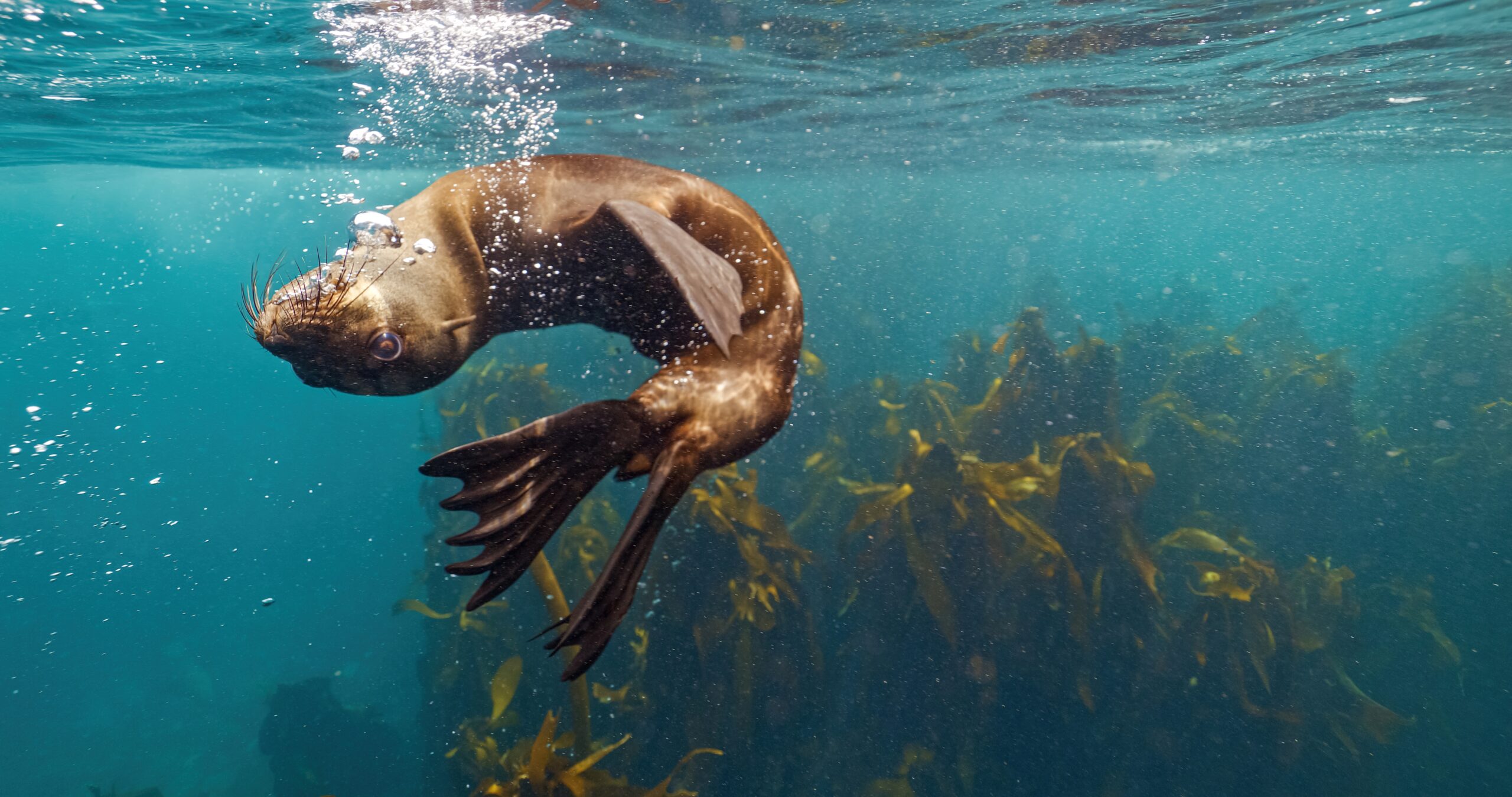 Morski lavovi u misiji istraživanja okeana - POMORSTVO