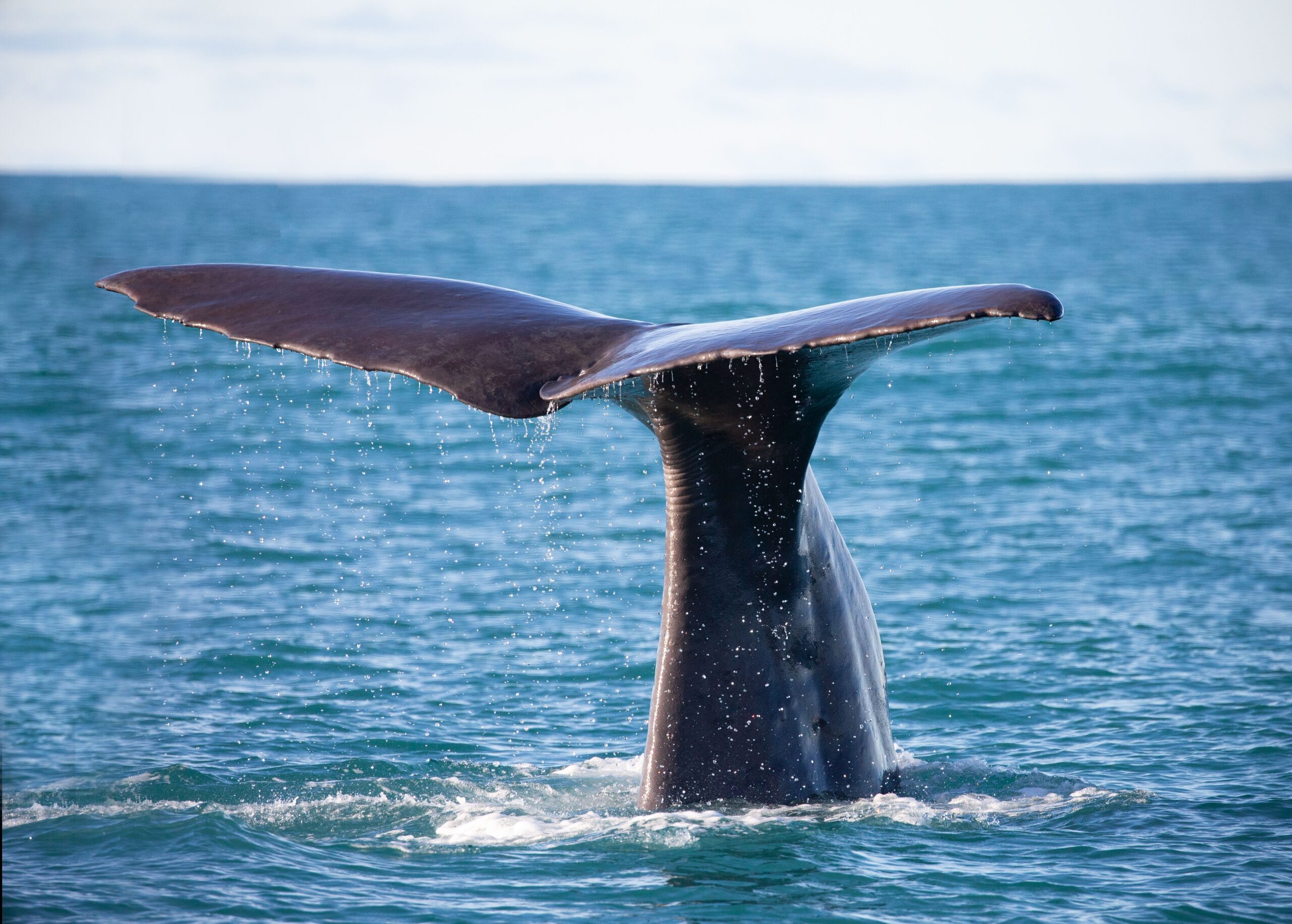 Đurović: Kit nije opasan, ali je neophodno odgovorno ponašanje na moru ...
